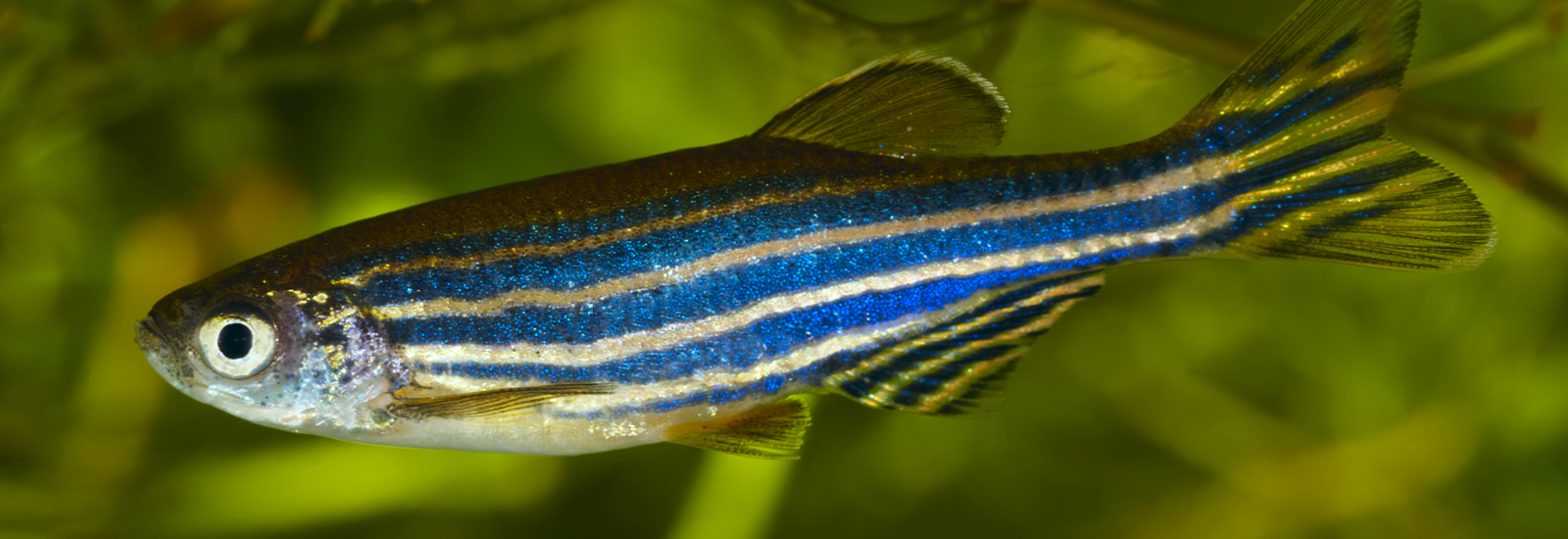 De zebravis als proefdier - Proefdiervrij