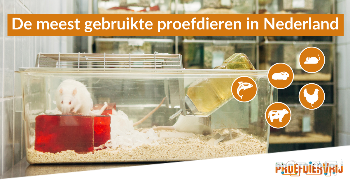 De meest gebruikte proefdieren in Nederland - Proefdiervrij