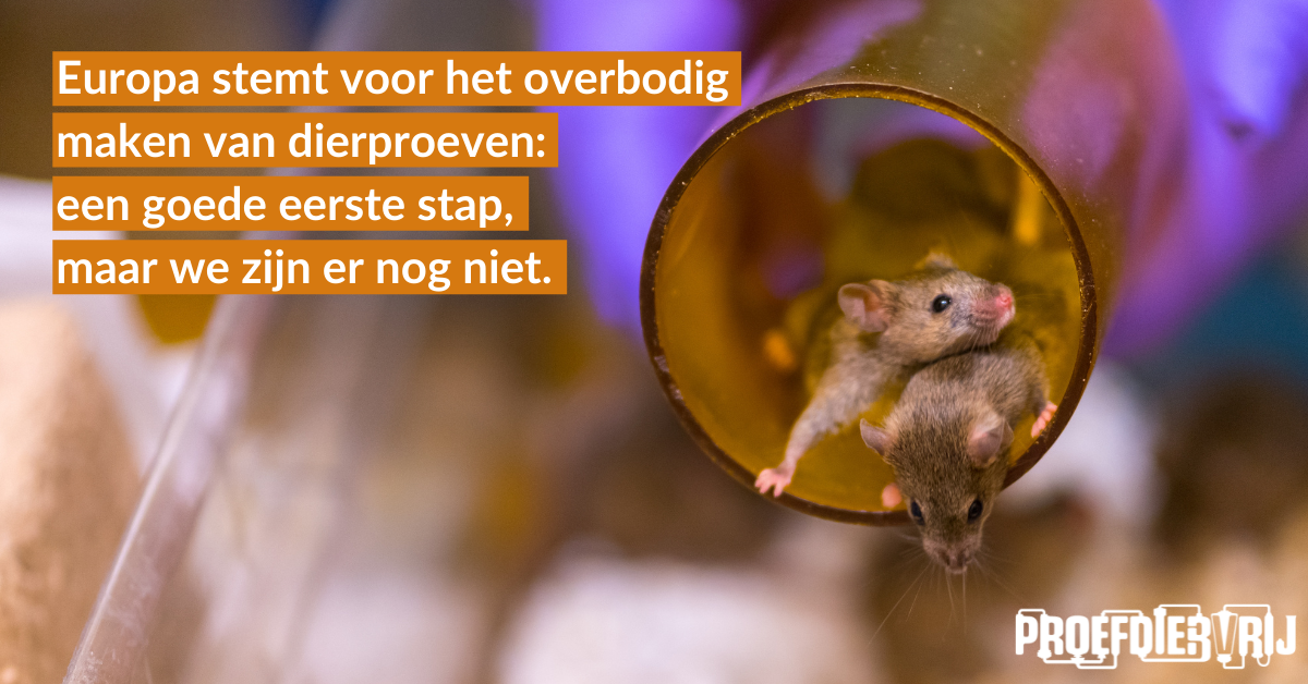 Europa gaat zich eindelijk inzetten voor de proefdieren - Proefdiervrij
