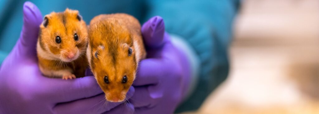 Hamsters: de grote verliezers van 2021 - Proefdiervrij