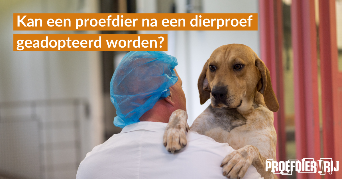 Ex-proefdier adopteren - Proefdiervrij