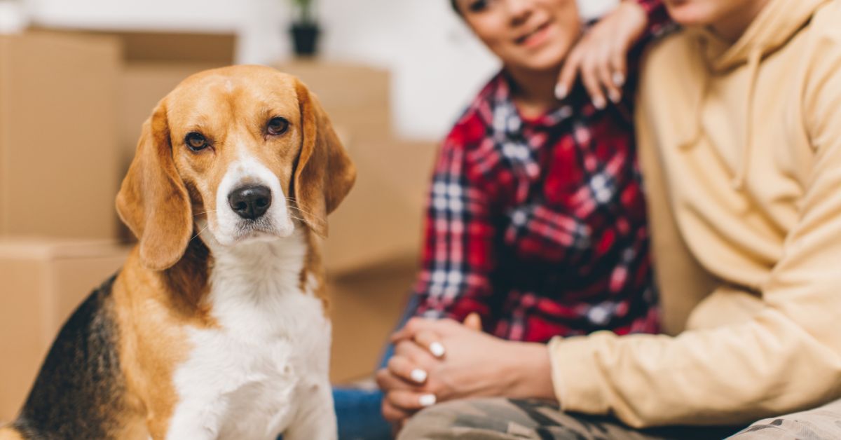 Informatie voor huisdiereigenaren - Proefdiervrij