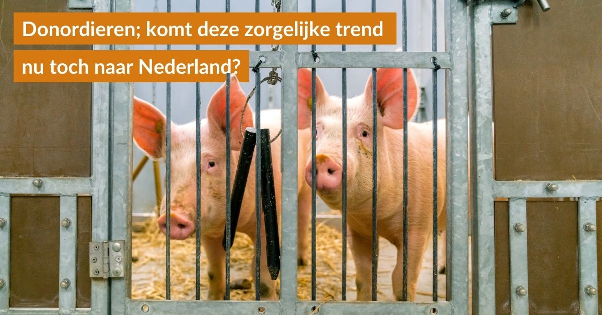 Tweede Kamer stemt vóór gebruik van dierorganen ondanks risico's voor ...