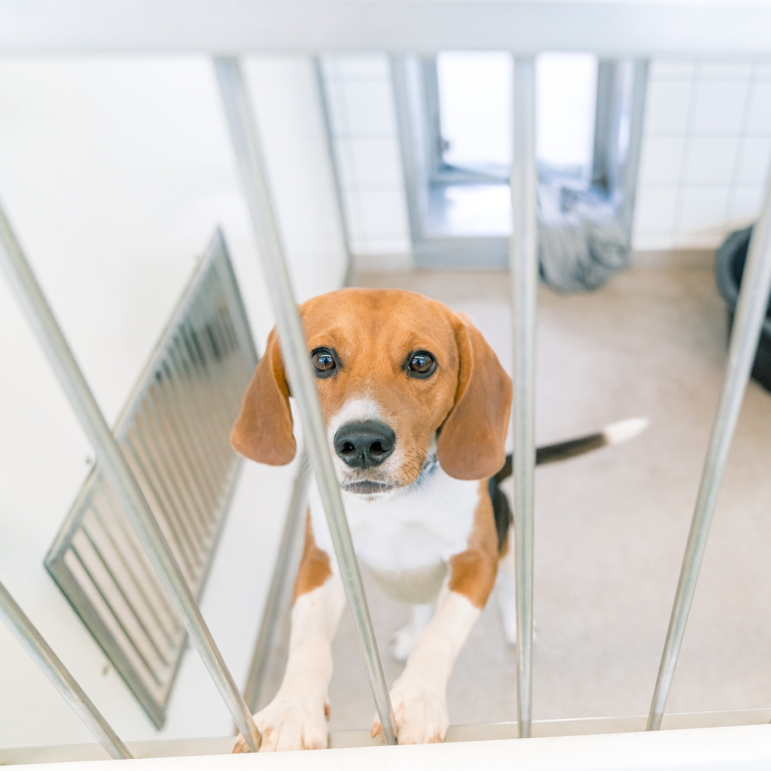 Overheid: zorg voor proefdiervrij onderzoek - Proefdiervrij